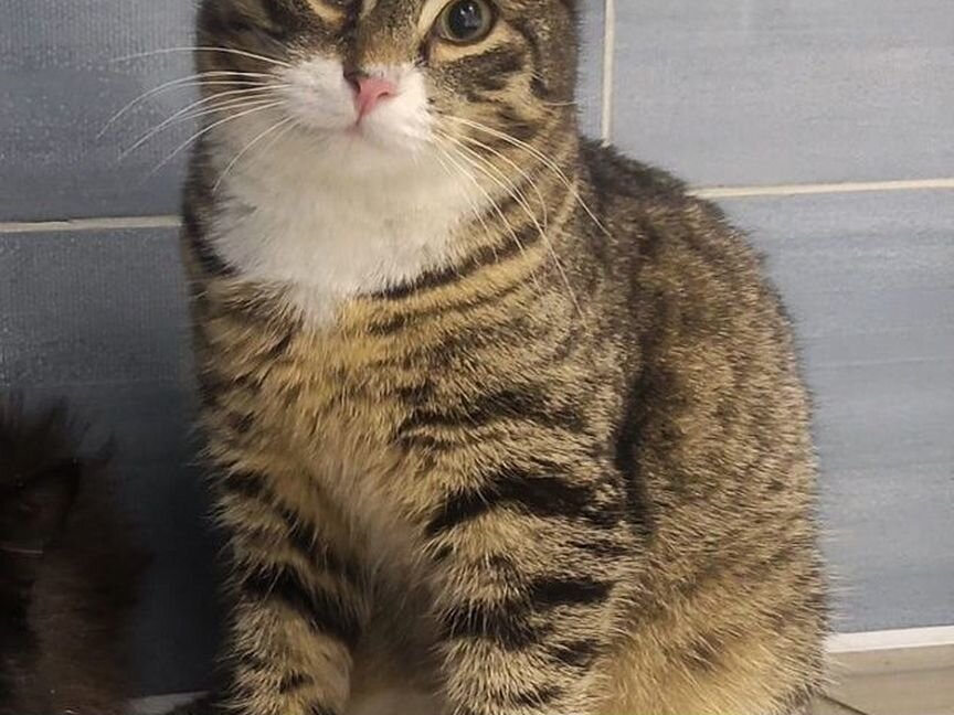 Котёнок-мальчик 8 месяцев