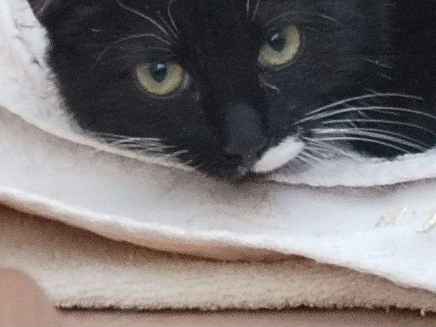 Котик молодой 6 мес замерзает