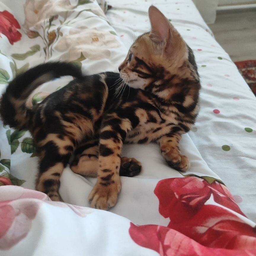 Бенгальская