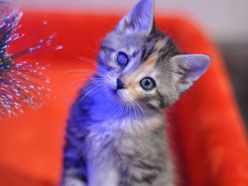 Котенок 1,5 месяца