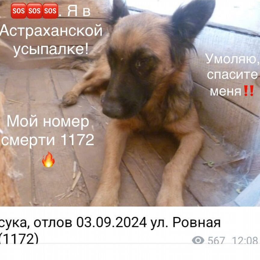 Собачка в усыпалке