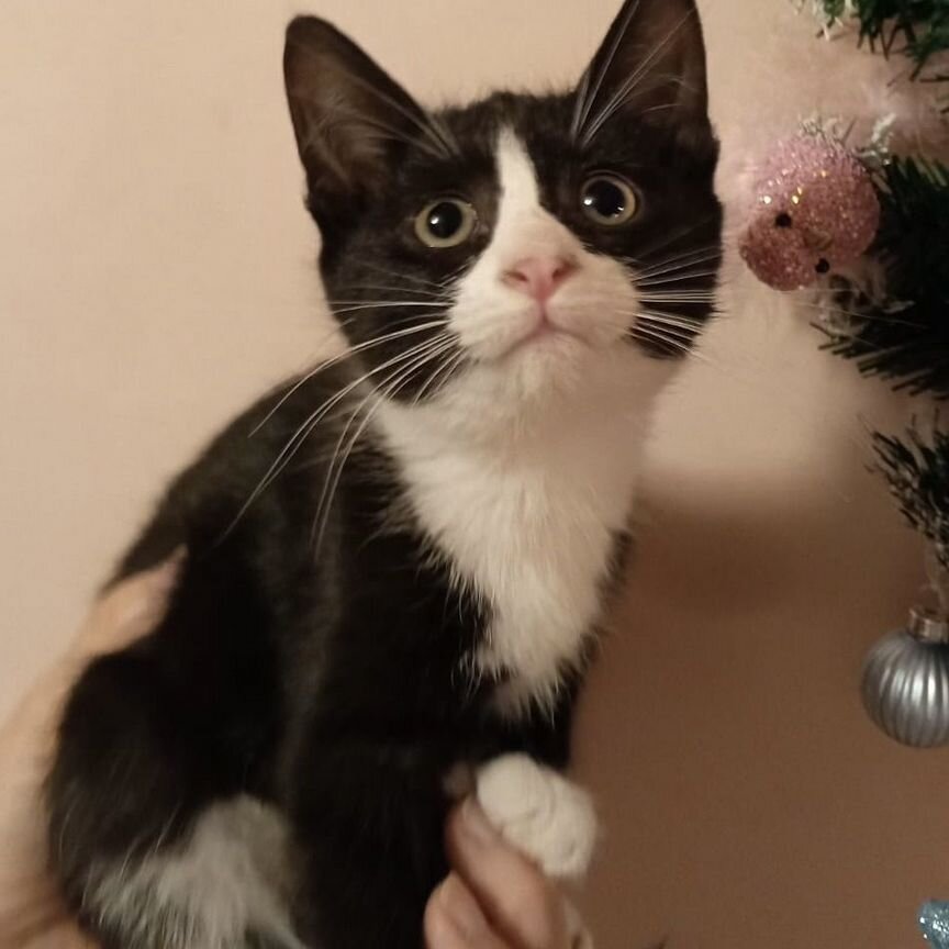Милые котята в добрые руки