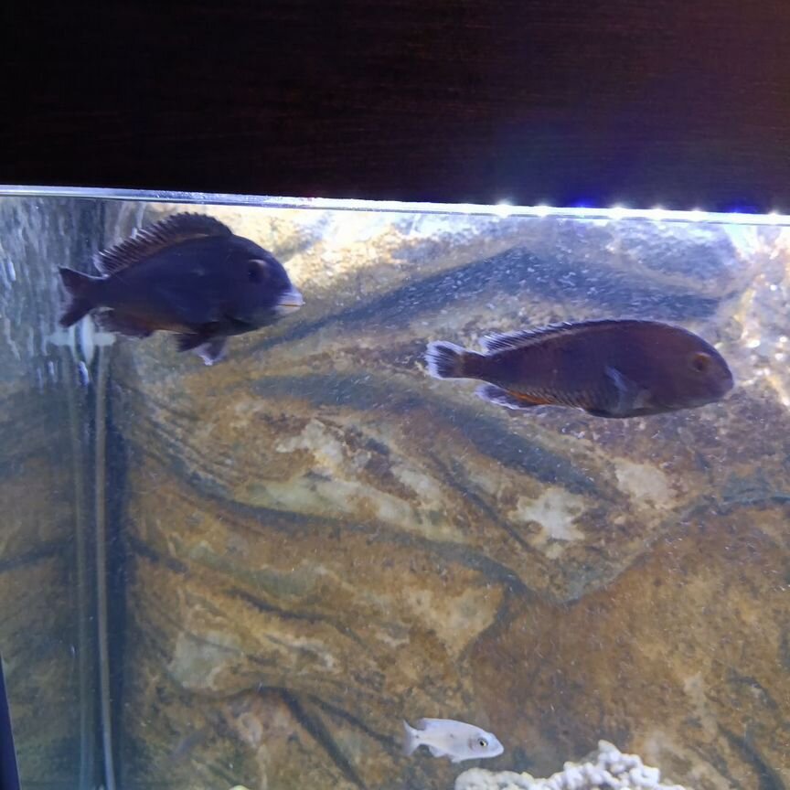 Аквариумные рыбки