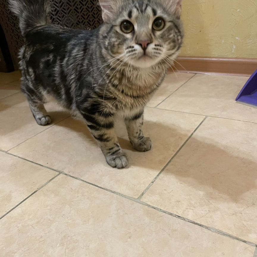 Котики