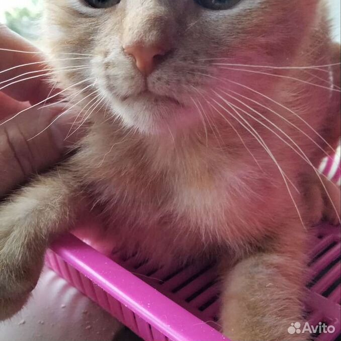 Грустный рыжик