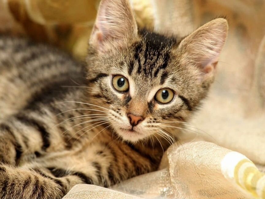 Кошечка в добрые руки