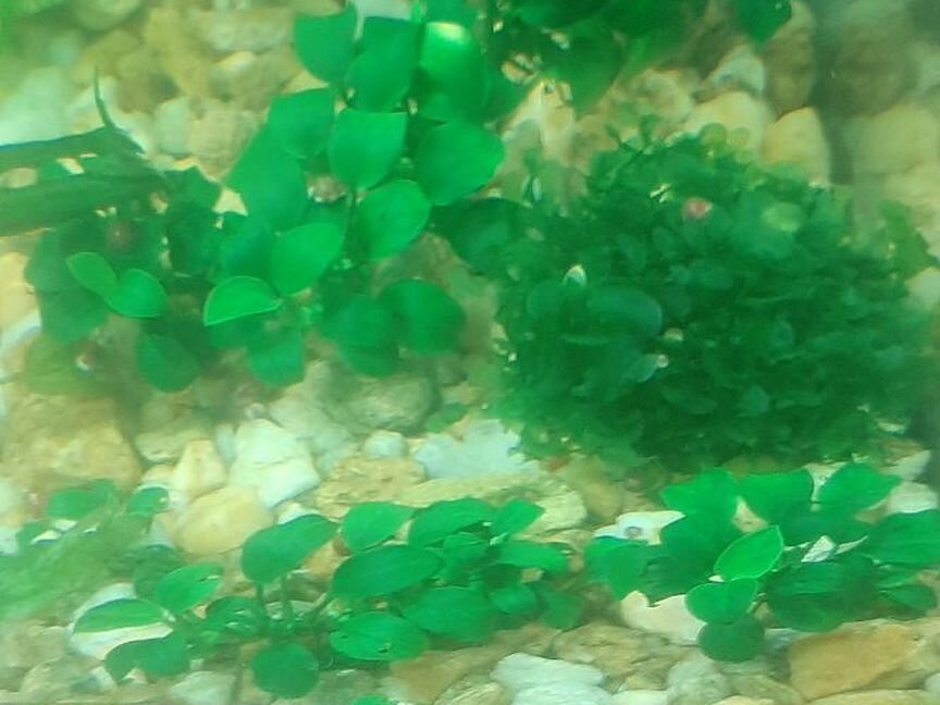 Аквариумные растения