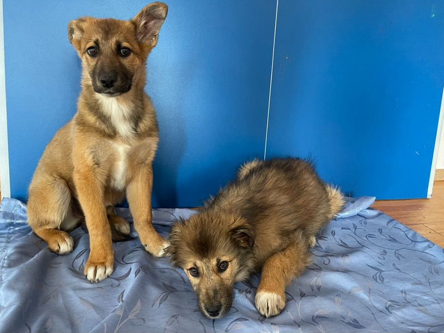 Малышки спасенные с железной дороги в дар