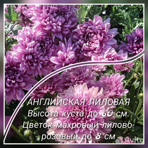 Укорененные черенки корейской хризантемы купить в Нижнем Новгороде ...