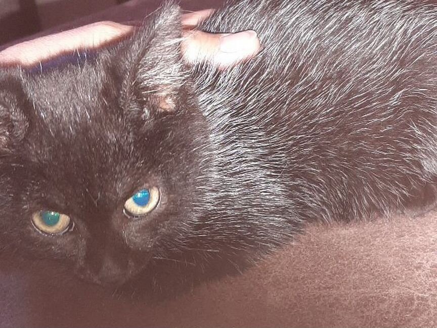 Котёнак в добрые руки2 2,5 месяцев