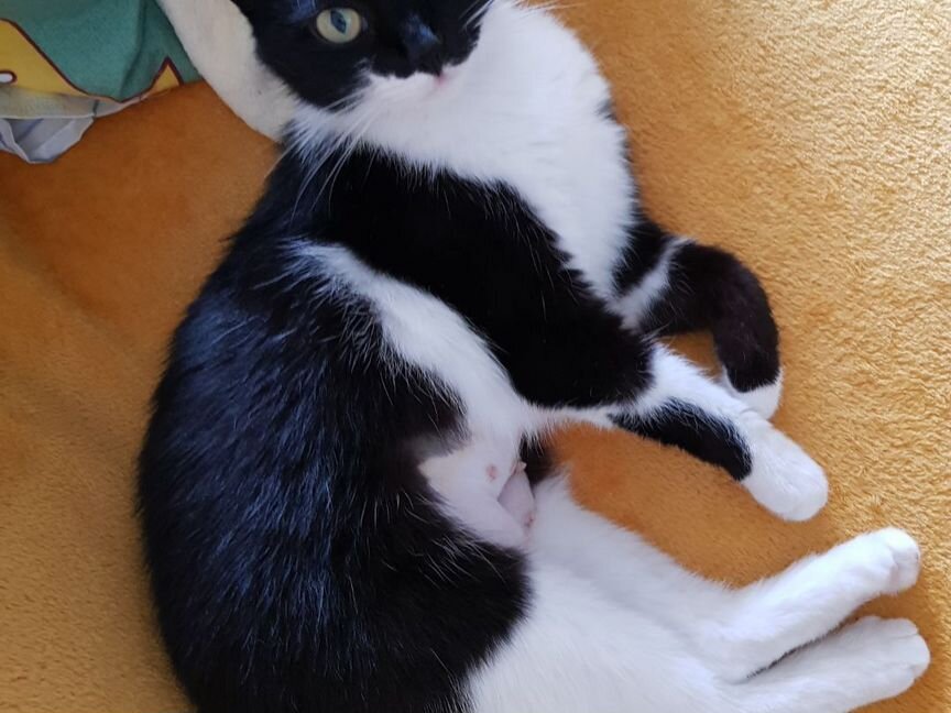 Кошка Мария ищет заботливых хозяев