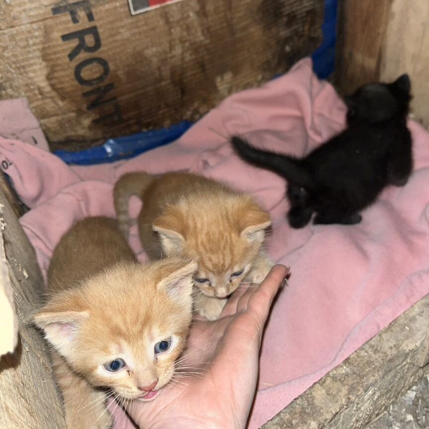Котята отдам даром