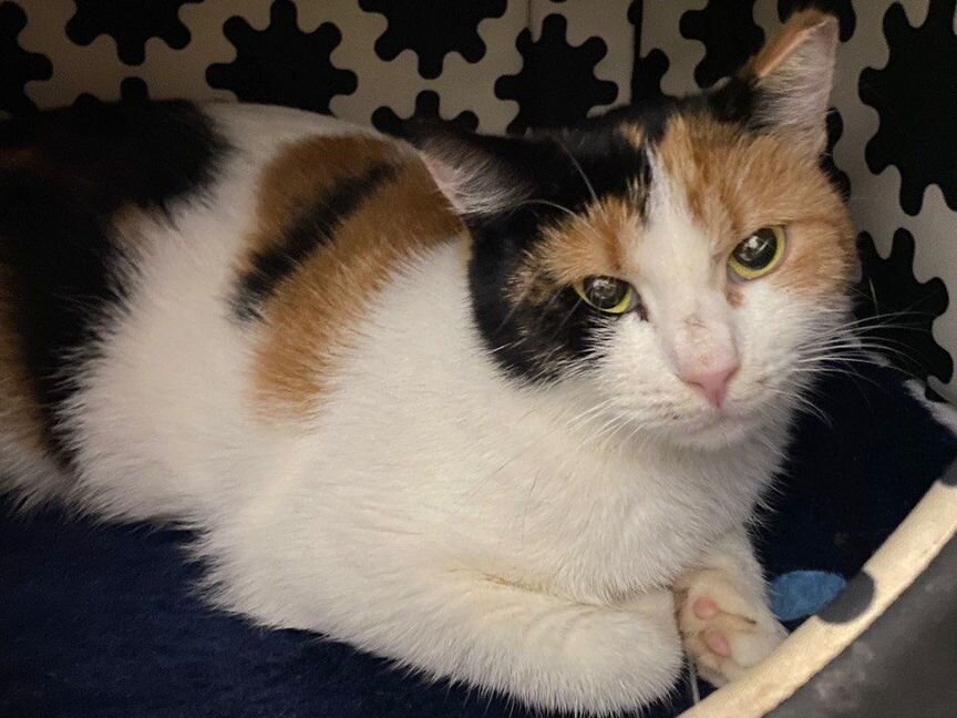 Кошечка Лили ищет дом