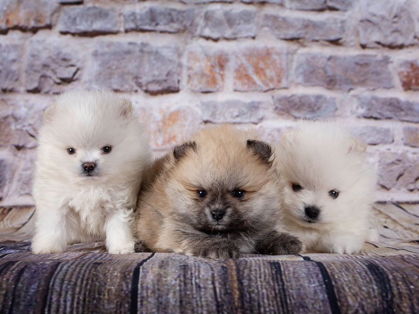 Мини шпиц мальчики и девочки