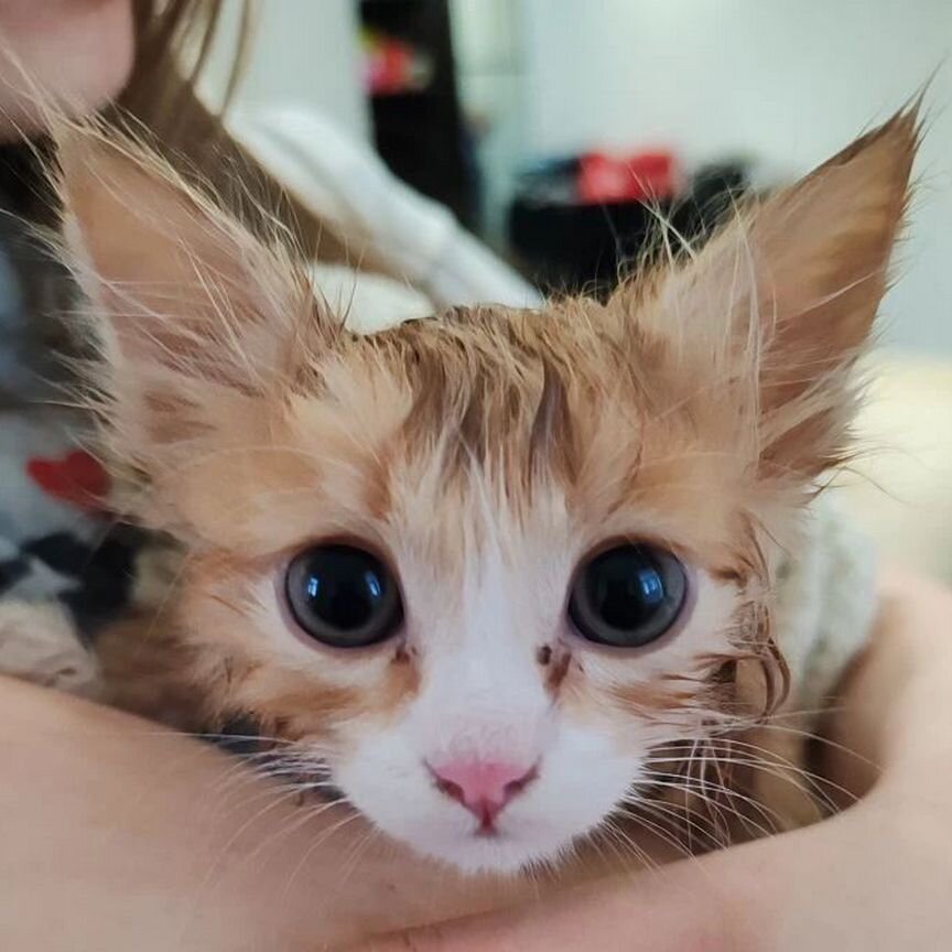 Котёнок в добрые руки