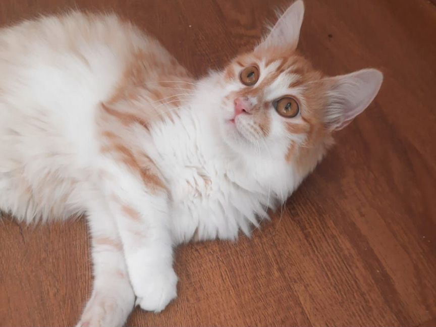 Красавчик котенок