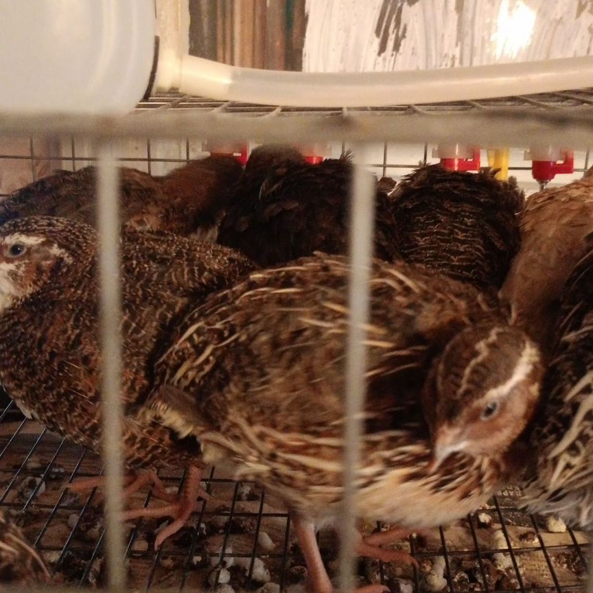 Перепела на мясо 35 дней