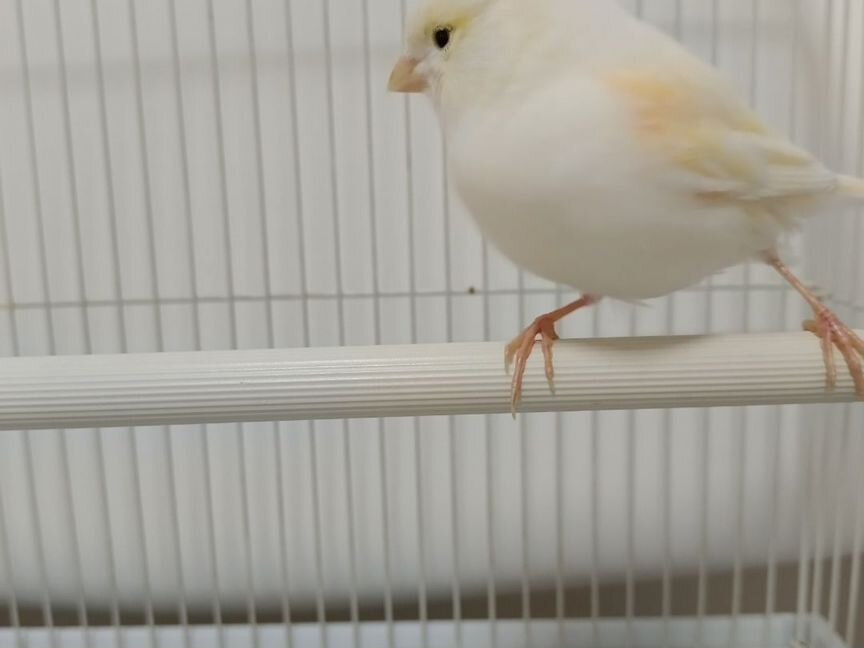 Кенара и канарейки