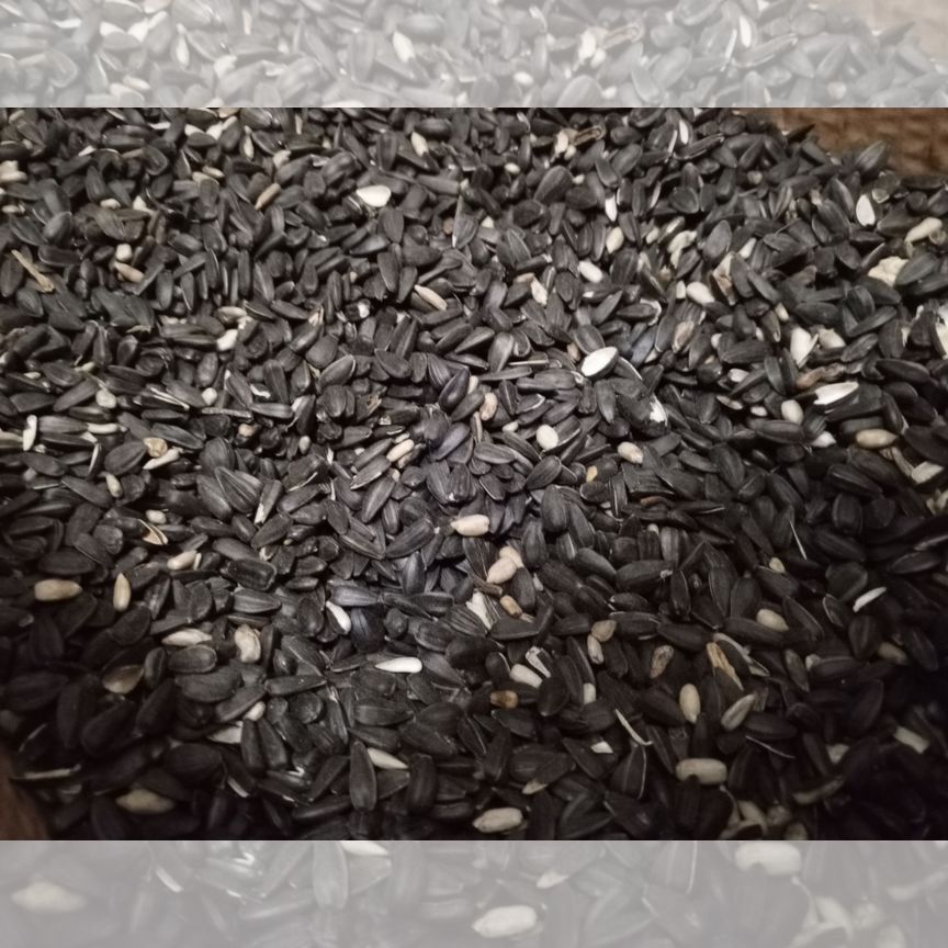 Семечки подсолнечника для птиц