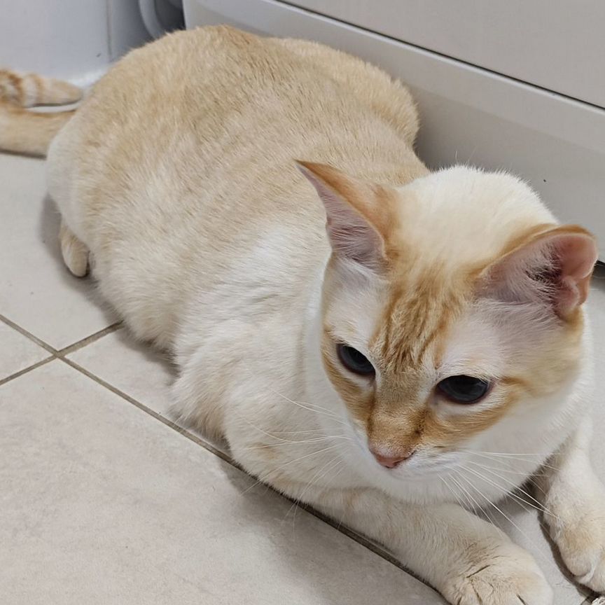 Отдам кота 11 лет