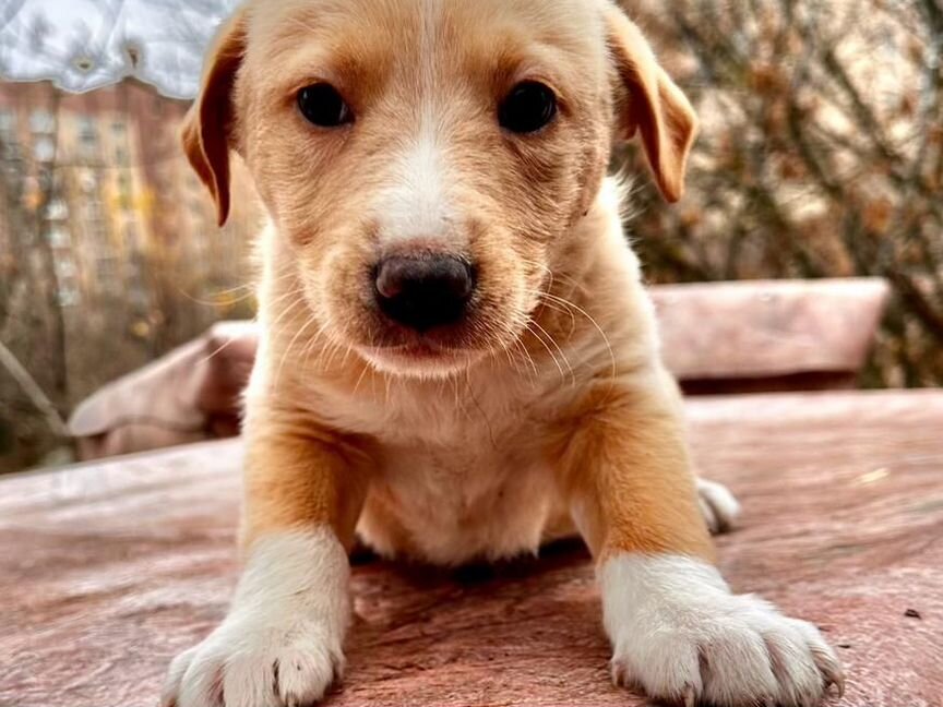 Мальчик и 4 девочки ищут дом