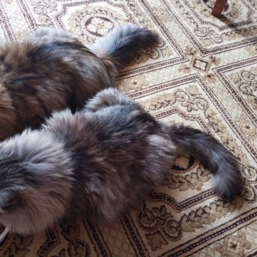 Кошки в добрые руки