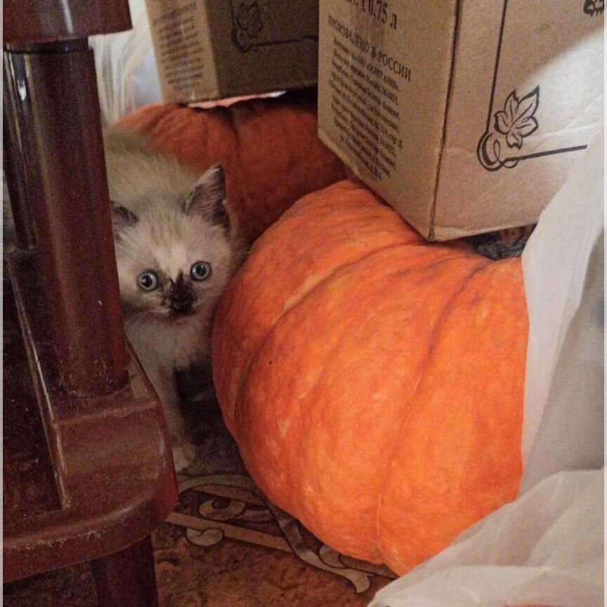 Котёнок в добрые руки