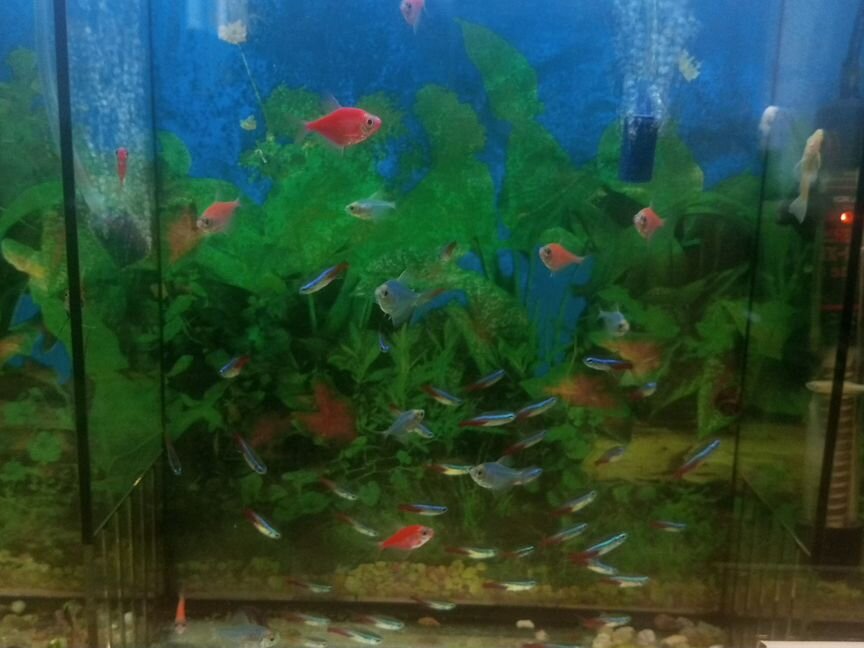 Продажа рыбок аквариумных