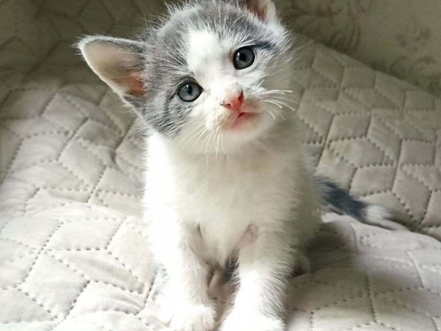 Котенок мальчик