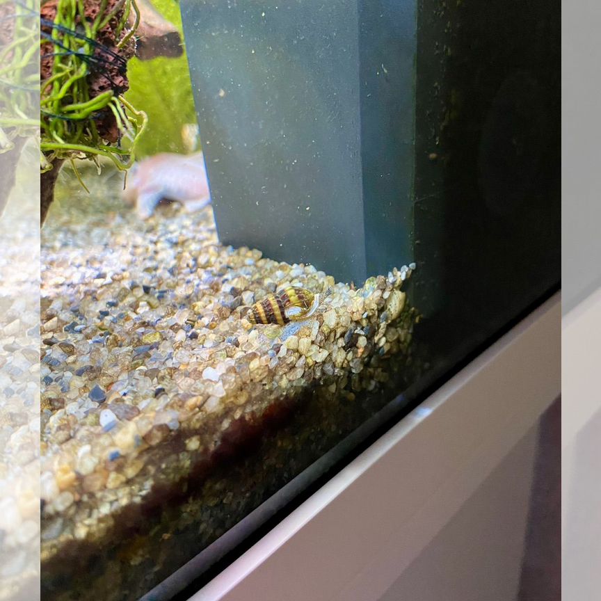 Улитки Хелена