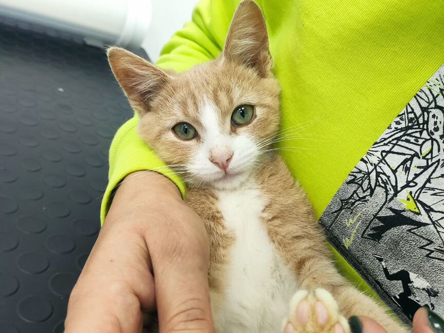 Малыш Генри