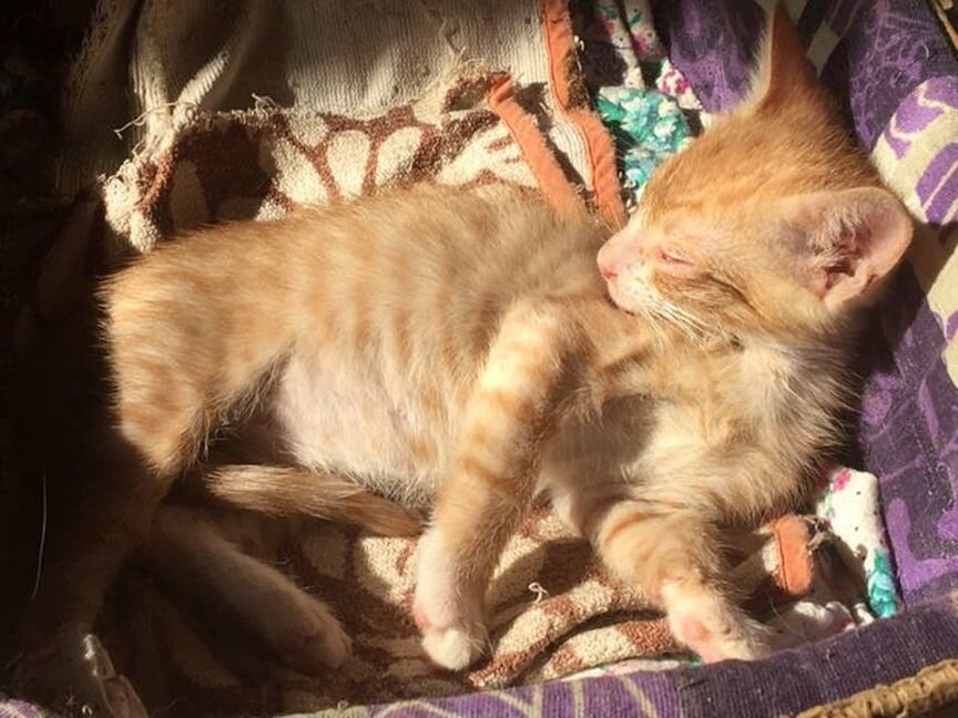 Котенок персиковый с полосками 2.5 мес, мальчик