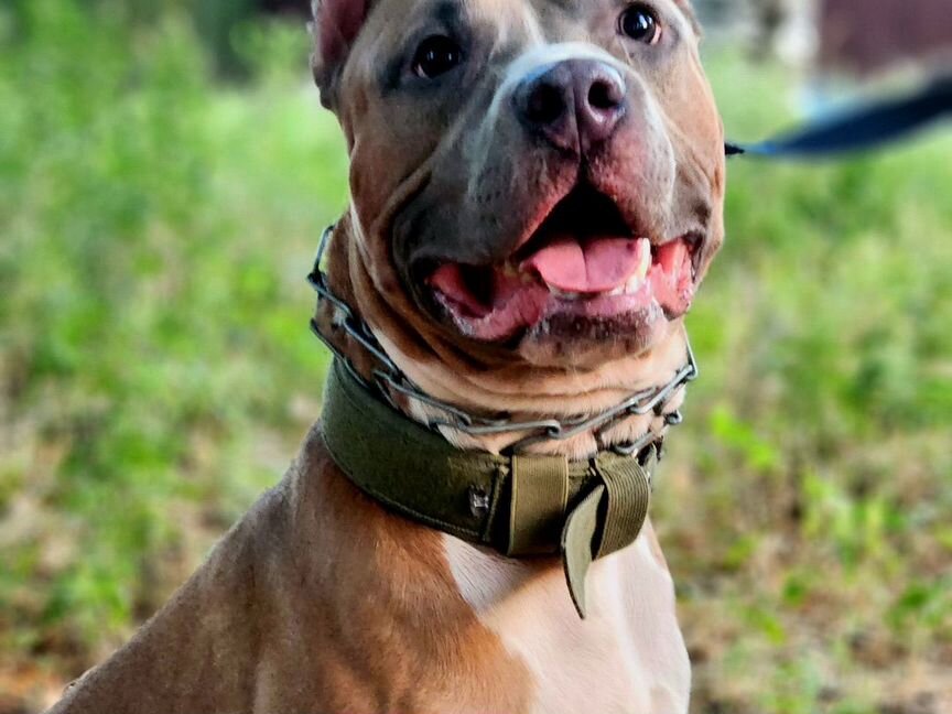 Отдам кобеля стафордширского терьера