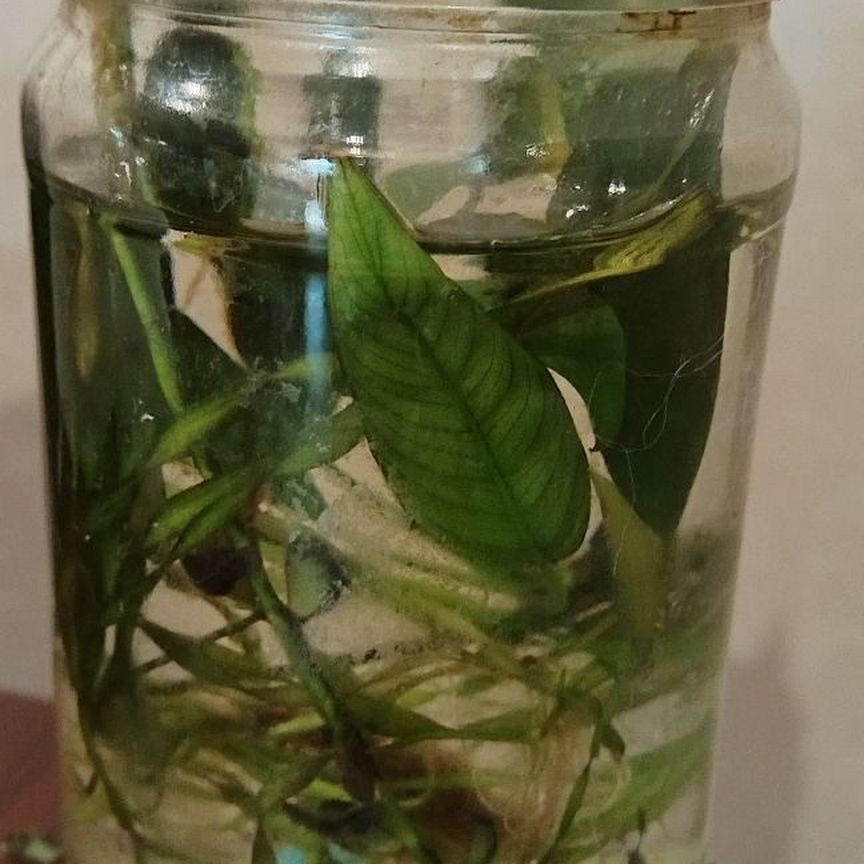 Аквариумные растения