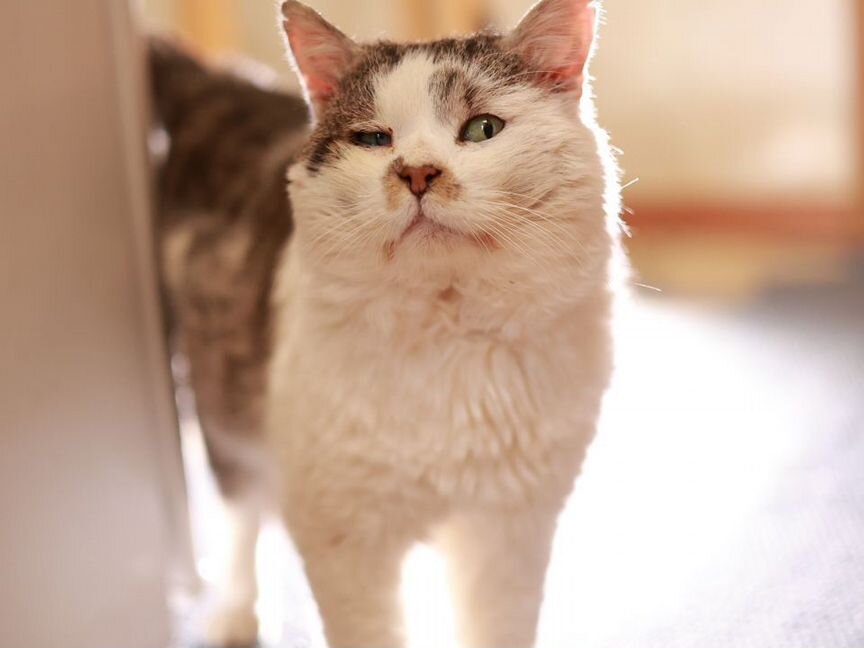 Может, я ваш котик