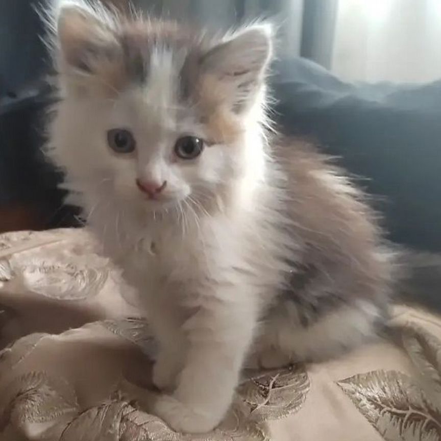 Котёнок ищет дом