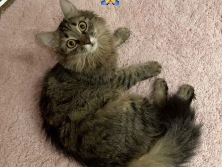 Котенок с тяжелой судьбой в добрые руки