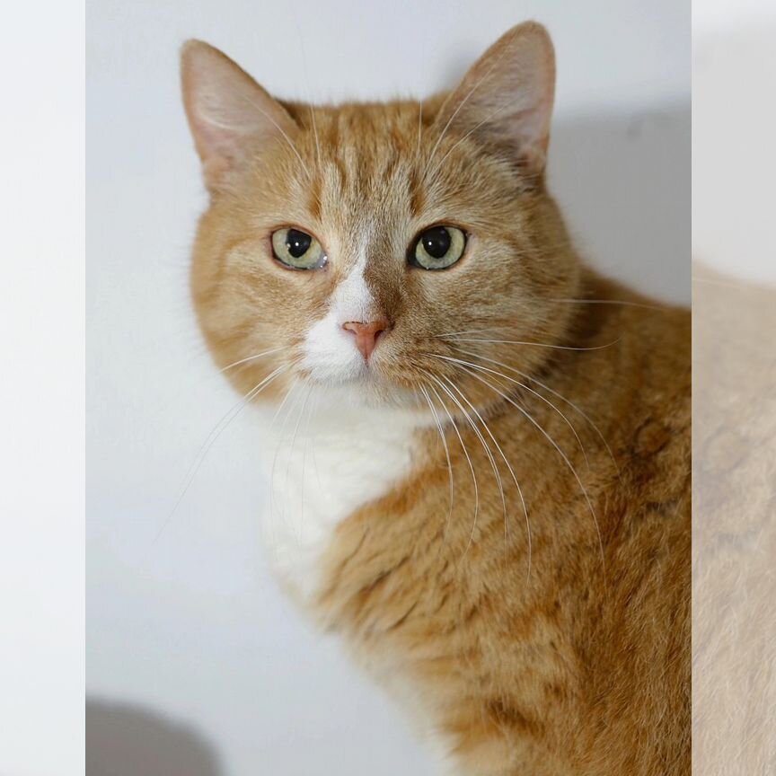 Кошка Алиса