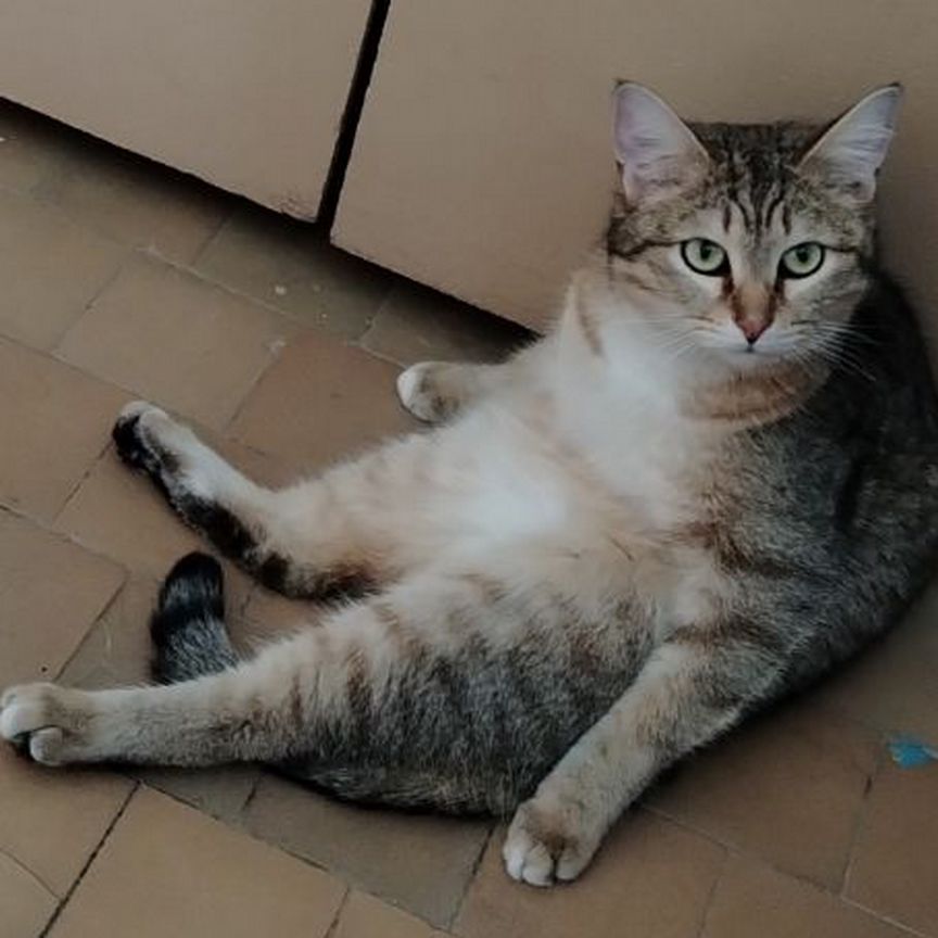 Взрослый кот в добрые руки