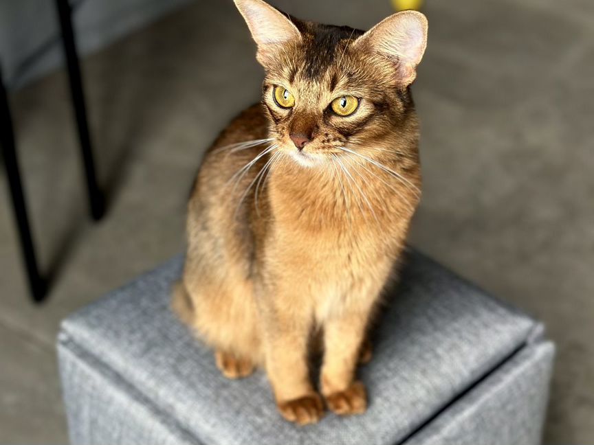 Сомалийская кошка
