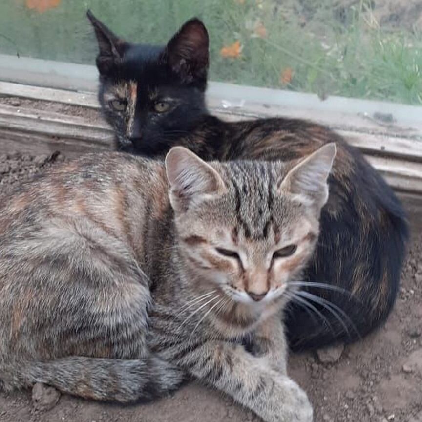 Котики бесплатно в добрые руки