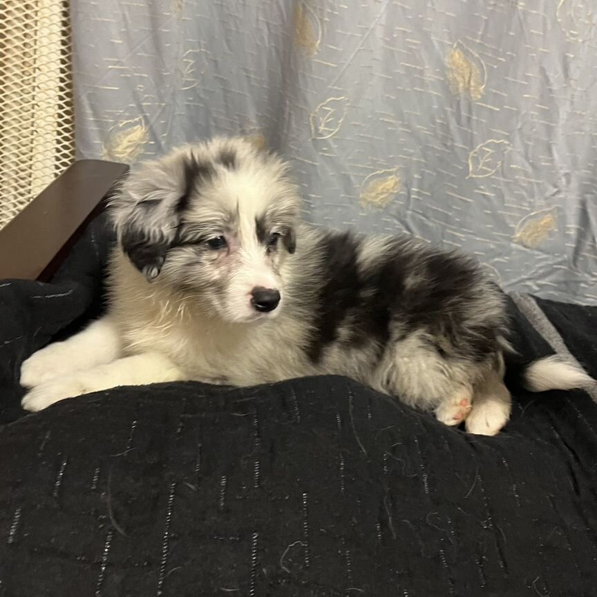 Бордер-колли, щенок