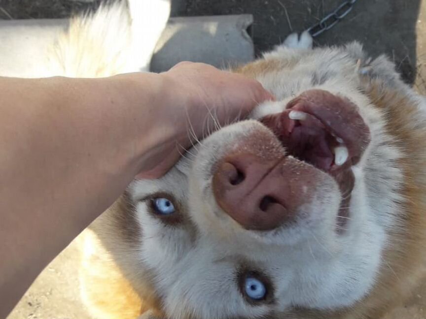 Хозяин умер, очень нужен дом красавчику