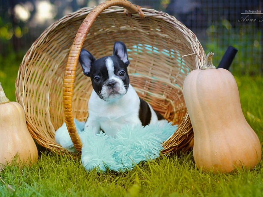 Французкий бульдог