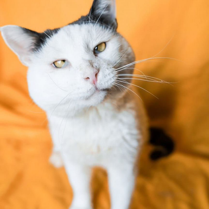 Кот добрейший ищет дом