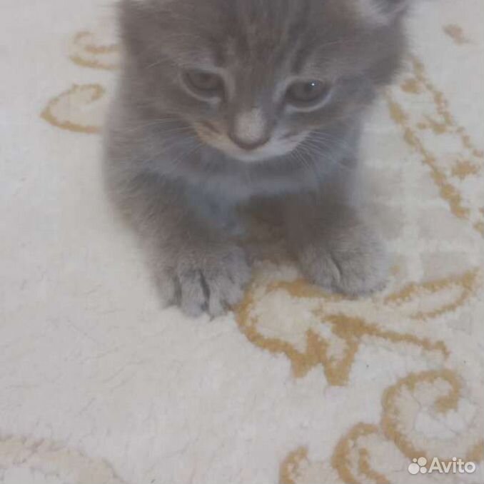 Котенок от шотландской кошечки