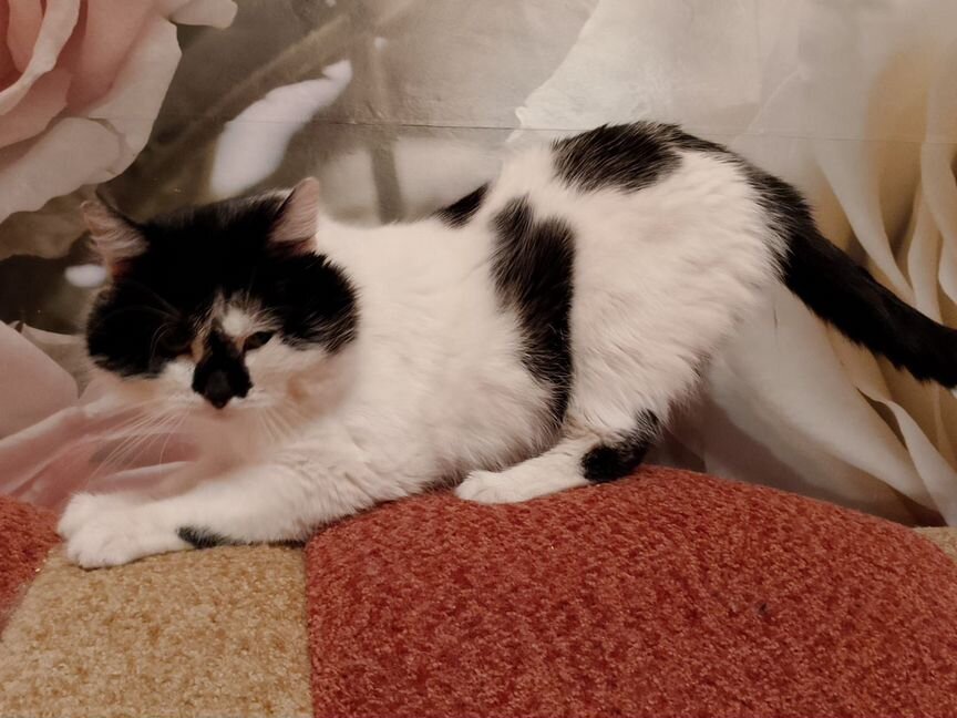 Котик мишка Панда