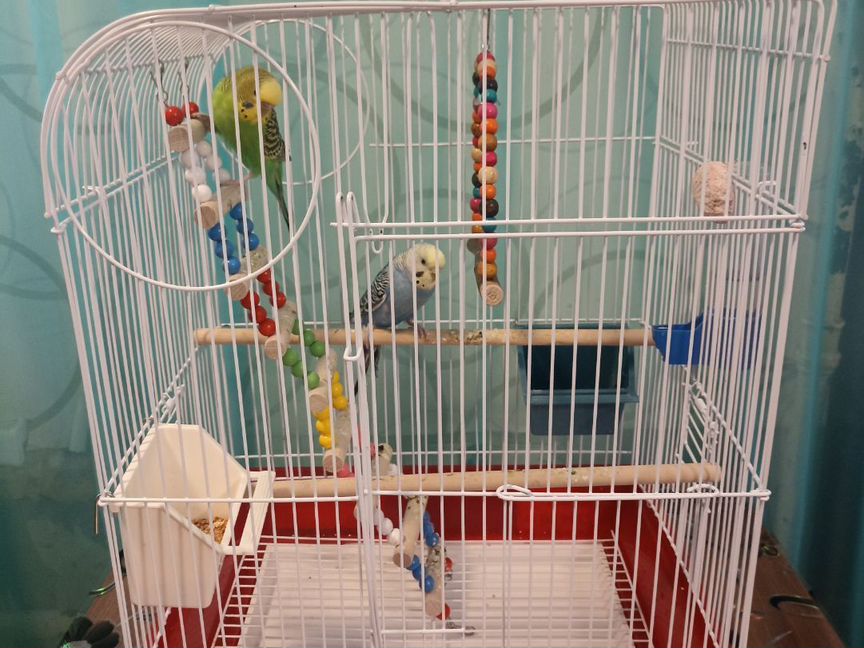 Волнистые попугаи с клеткой