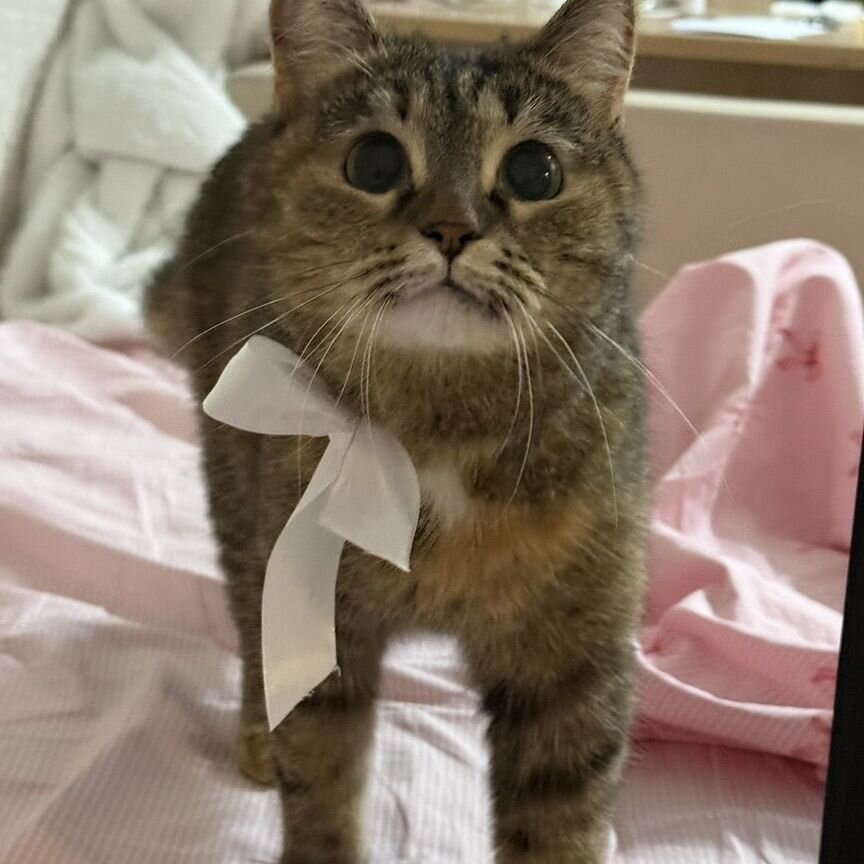 Взрослая, Девочка кошка в добрые руки