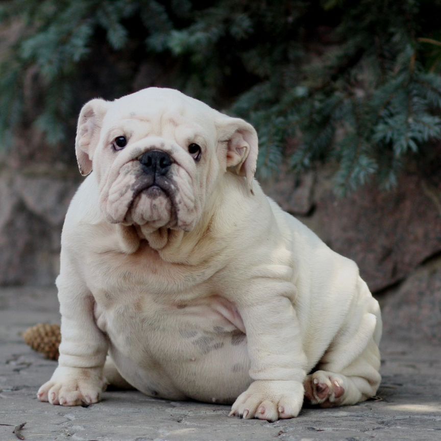 Девочка-шедевр